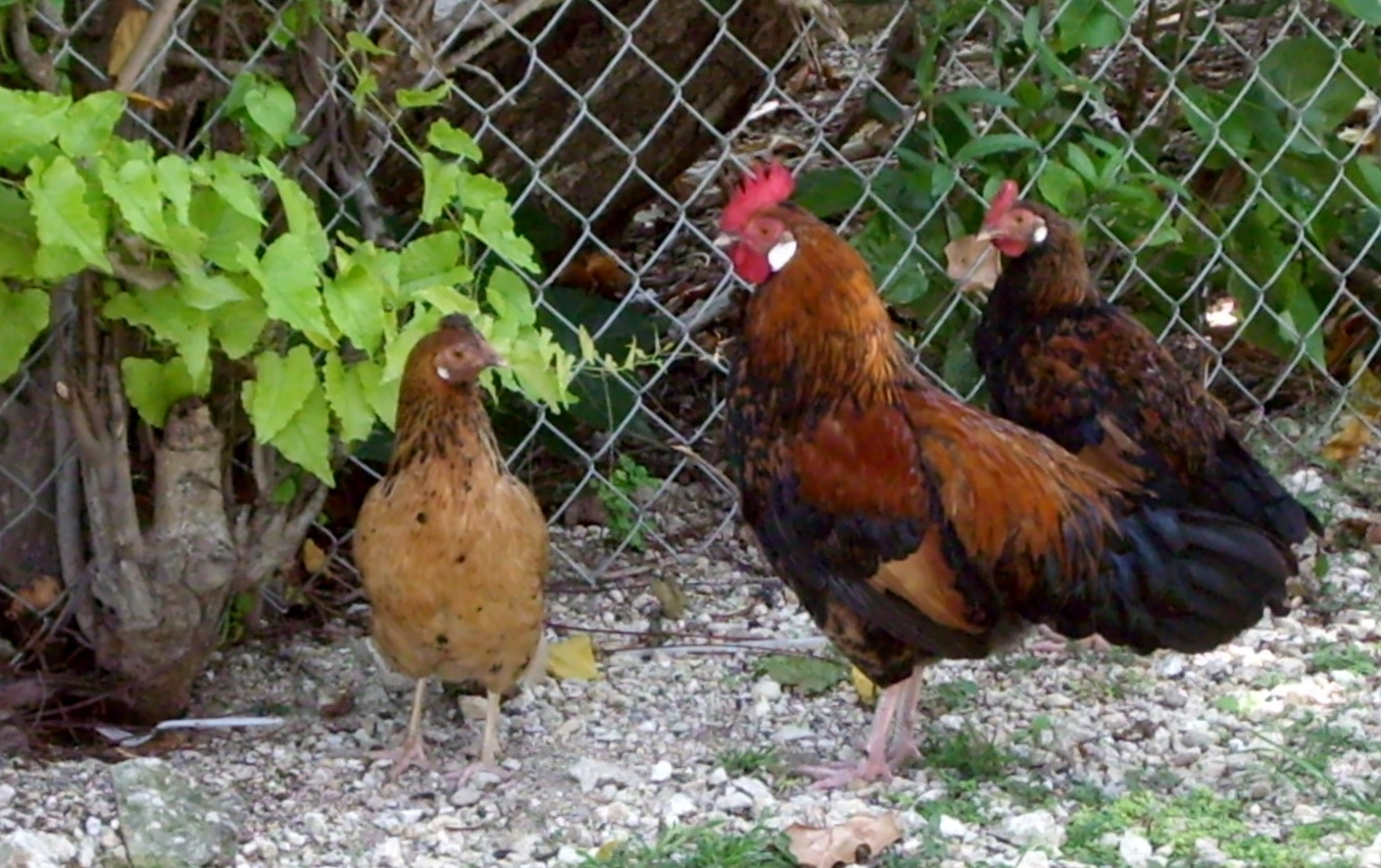 Sacred chickens!? – Literary wanderings
